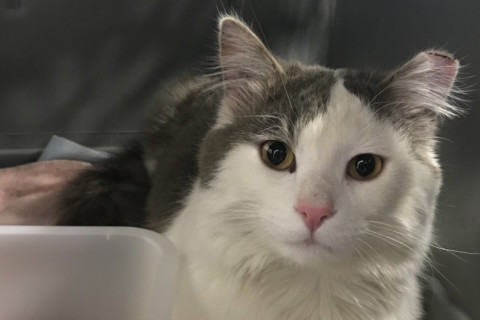 Community Cat Care and Management - Canadian Animal Task Force