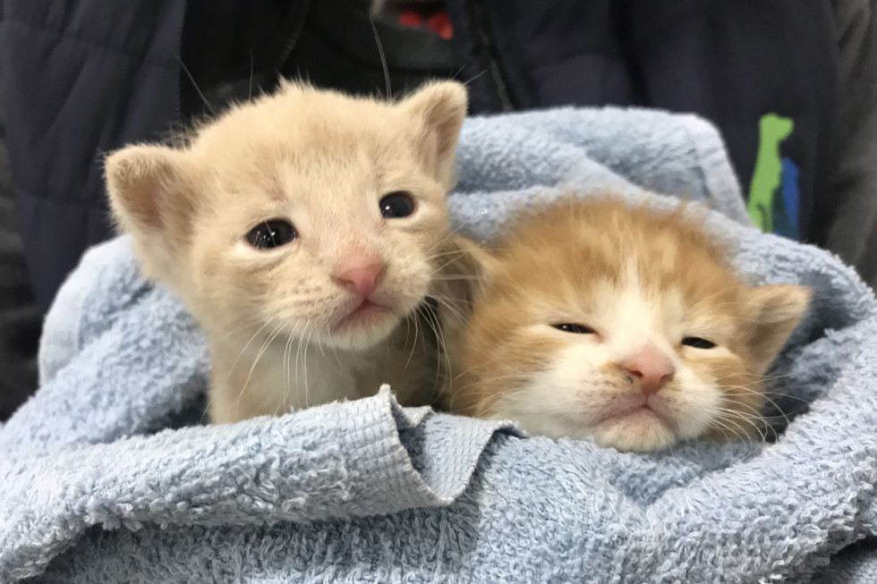 Community Cat Care and Management - Canadian Animal Task Force